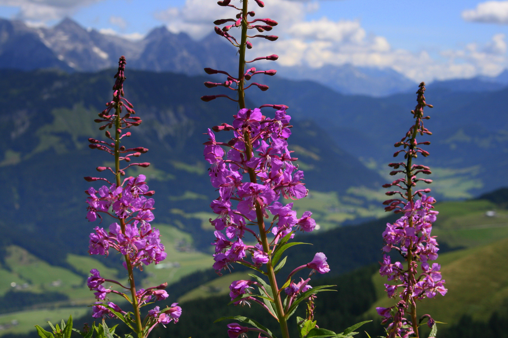 Sommerurlaub im Pustertal: Molaris Lodges